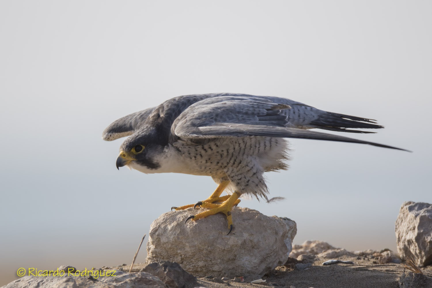 Aves Ricardo Rodriguez: Halcón peregrino "calidus" (Falco peregrinus ...