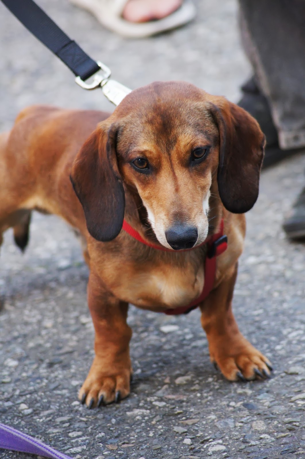 Mashed Thoughts: Wiener Dog Racing 2013