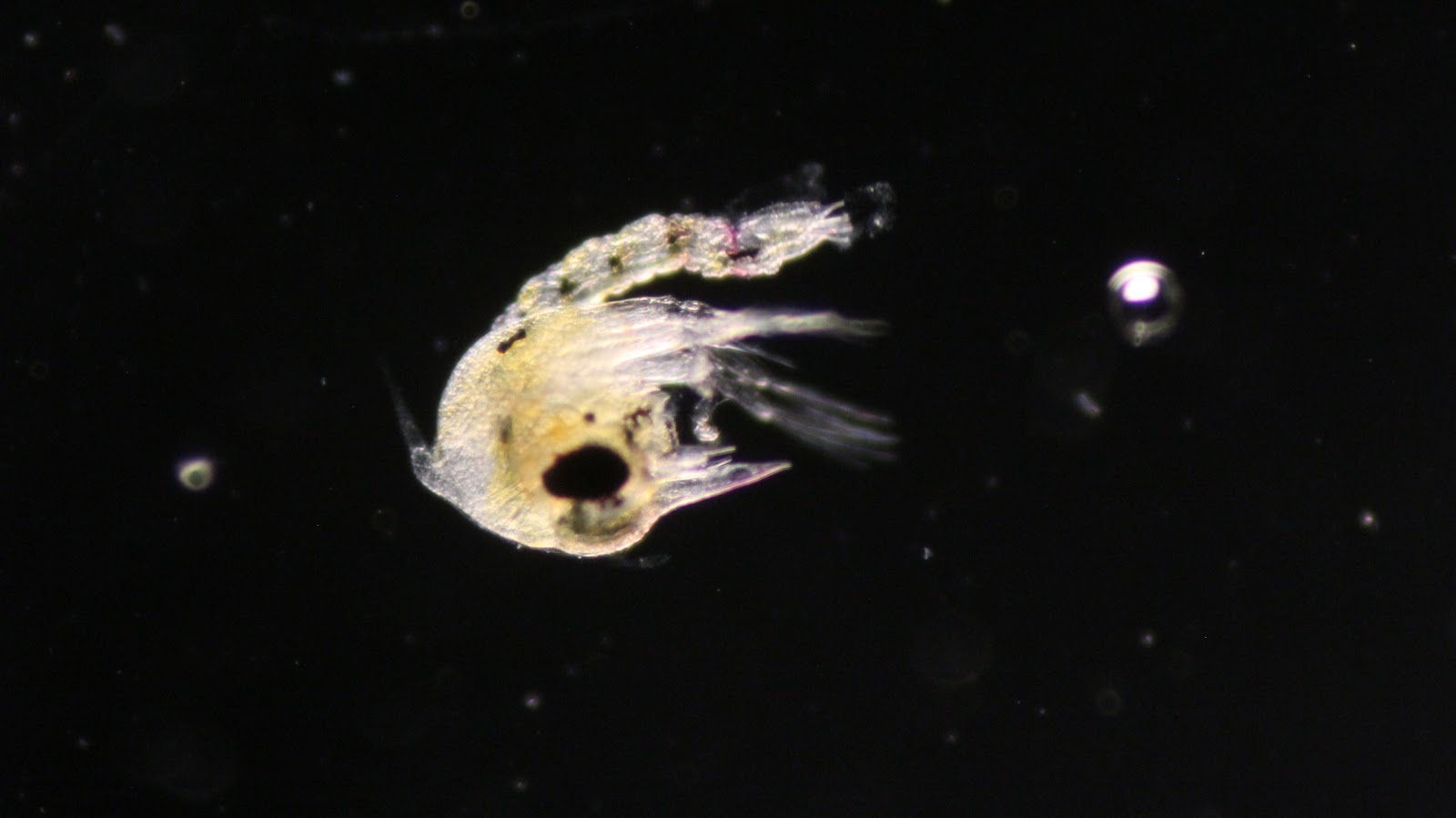 Developmental Biology in the Ocean 2013: 2 updates: my babies be ...