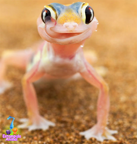 . Estampida Animal .: Geckos + Humor + Sobran las palabras