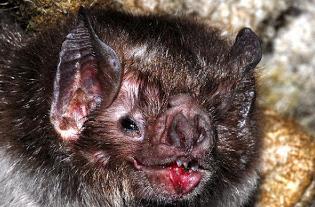 10 Sosok Cryptid Super Menyeramkan Dari Berbagai Belahan Dunia ~ aneh unik