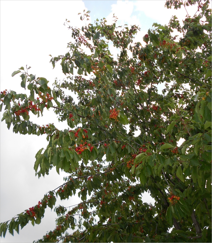 Κέντρο Περιβάλλοντος Γέρμα: Οι αγριοκερασιές στο “ρέμα της Κρανιάς” του ...