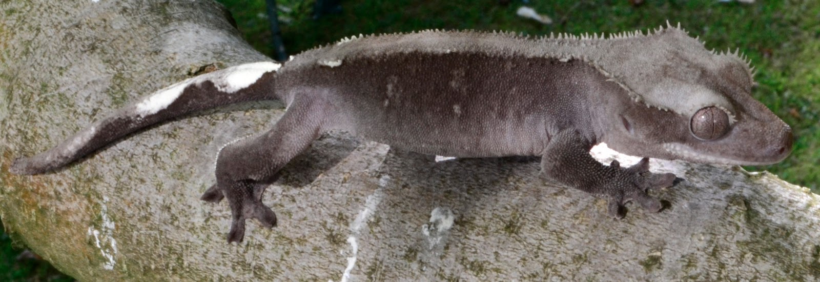 Crested Geckos Blog: June 2013