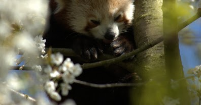 Writing Berries Dagje Uit Blogger: Welkom rode panda’s in GaiaZOO