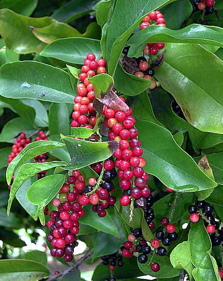 FILIPINO TUTORIAL: Fruits of the Philippines