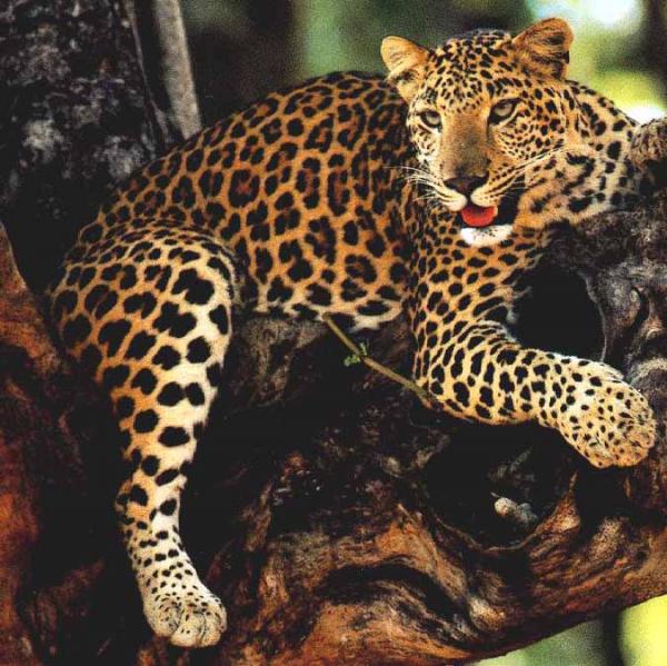 Klasifikasi Ilmiah Semua Kucing Keluarga Felidae | Kucing Felidae