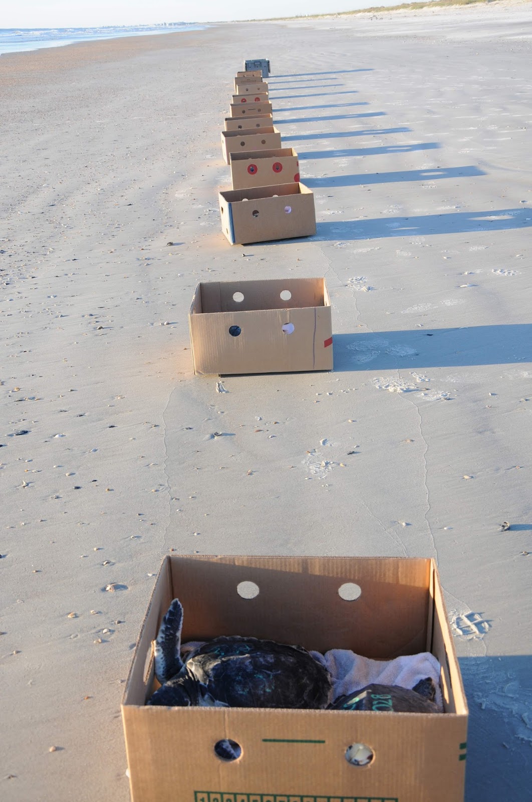 Marine Animal Rescue Team Blog