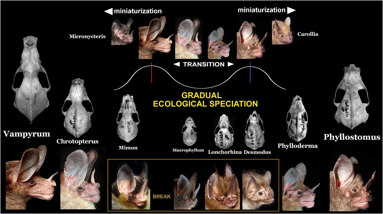 "A EVOLUÇÃO DOS MAMÍFEROS" : A EVOLUÇÃO DOS EUTHERIA