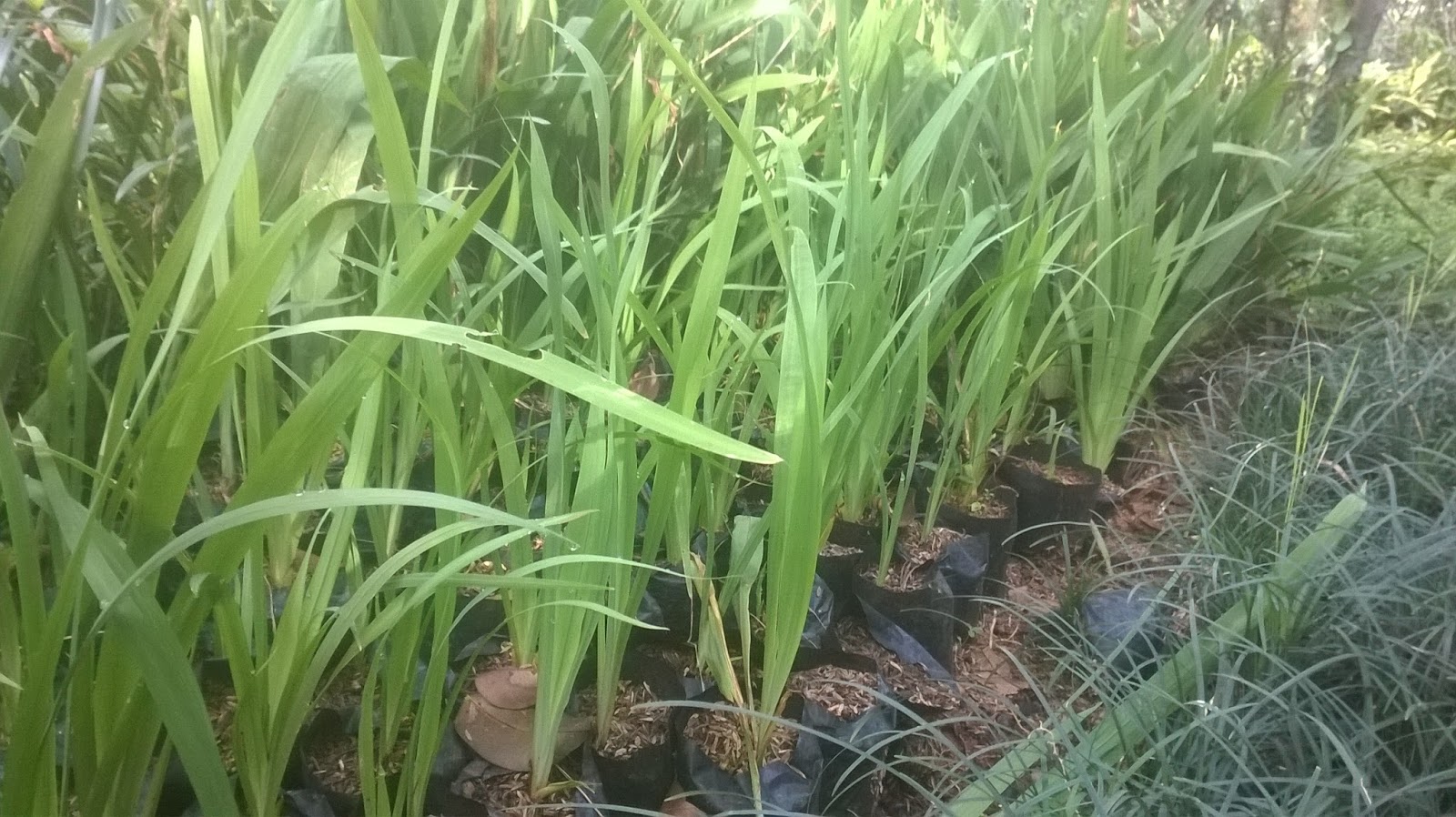 DAFTAR HARGA TANAMAN: Airis bunga kuning Iris tanaman semak