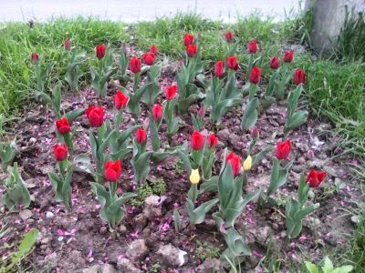 Lalele rosii din oras - Felicitări Online