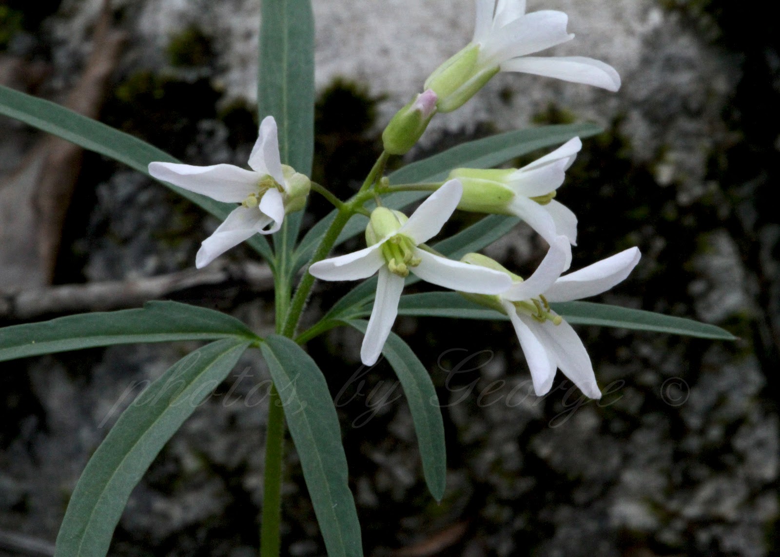 "What's Blooming Now" : Fineleaf Toothwort (Dentaria multifida)