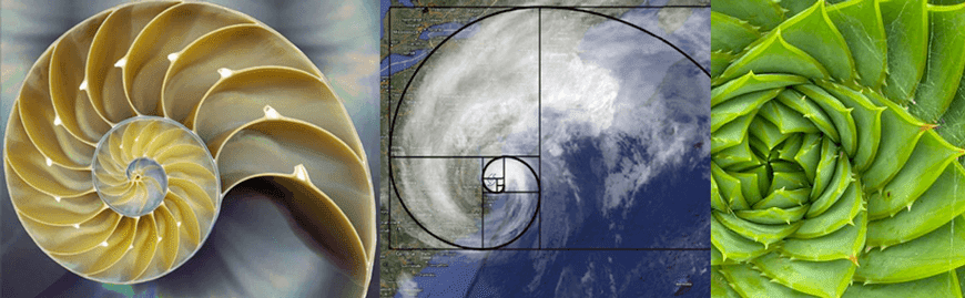 ARQUITECTURA I - REU: Sección Aurea