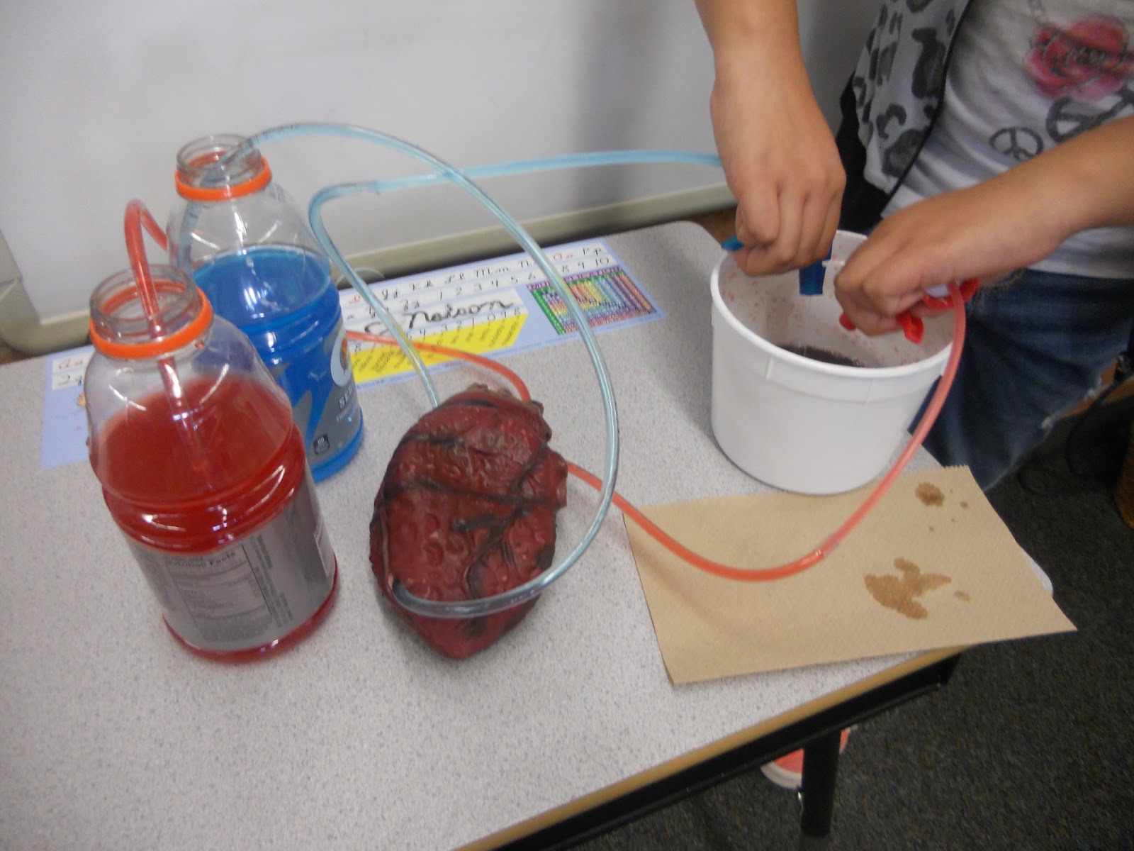 Blood Pumping Experiment at Rachel Stearn blog