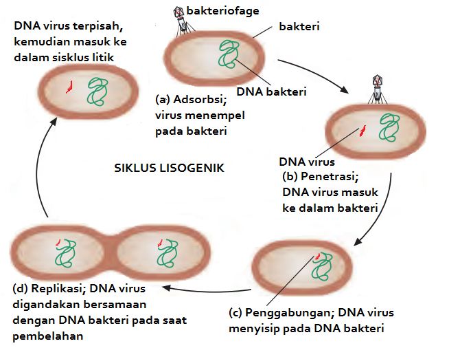 Siklus Hidup dan Peranan Virus - MAHKOTA SAINS