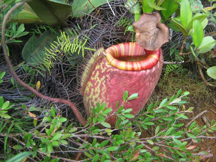 Make It Davao: Bonsai Forest