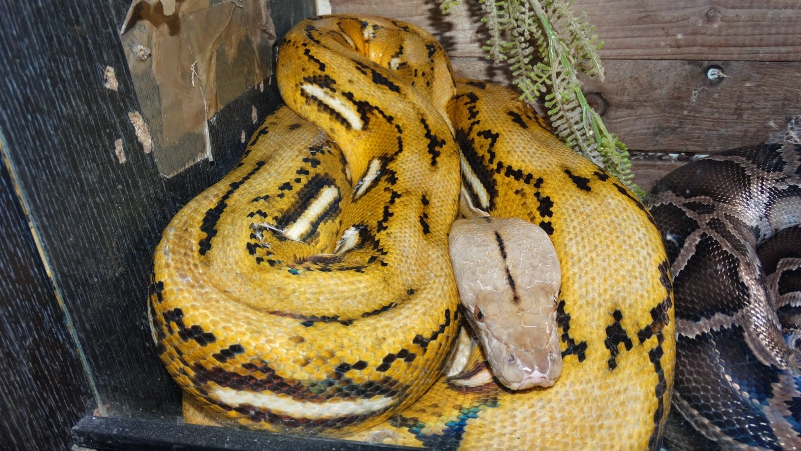 Reptiles Amphibians & Fish: June 2014