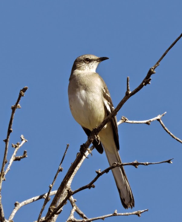 Your Daily Dose of Sabino Canyon: Portrait of a Mockingbird