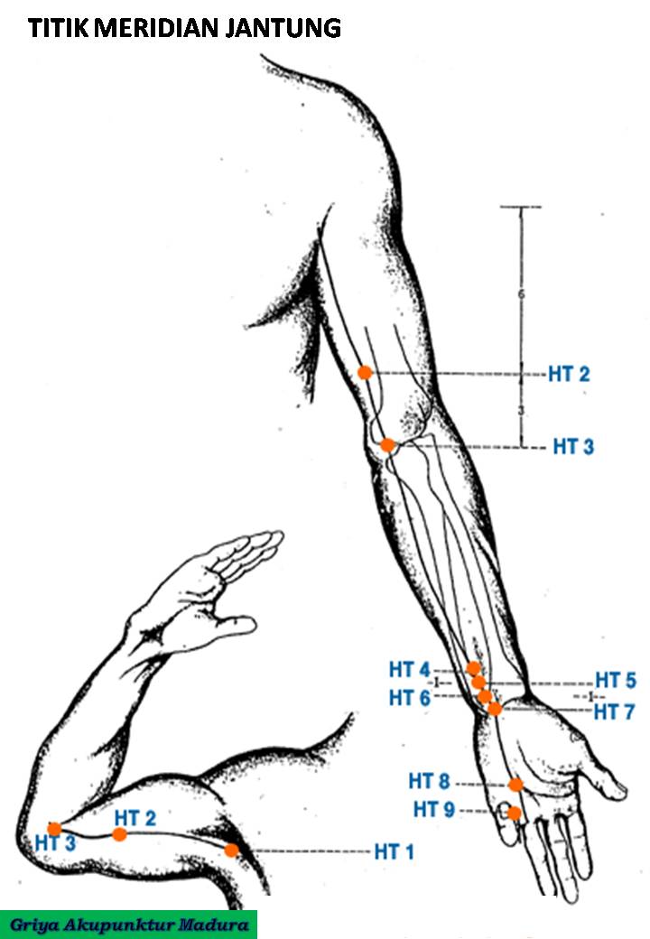 GRIYA AKUPUNKTUR MADURA: TITIK MERIDIAN JANTUNG