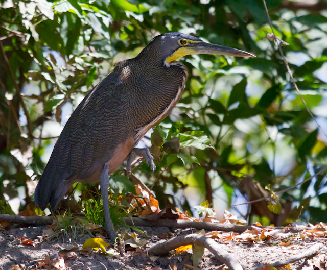 Costa Rica Day 18: Palo Verde | The Perfect Day Factory