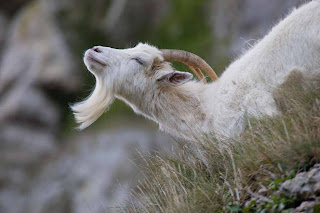 Wildlife of Kashmir to Heighten the Joy of Holiday | Kashmir Tourism