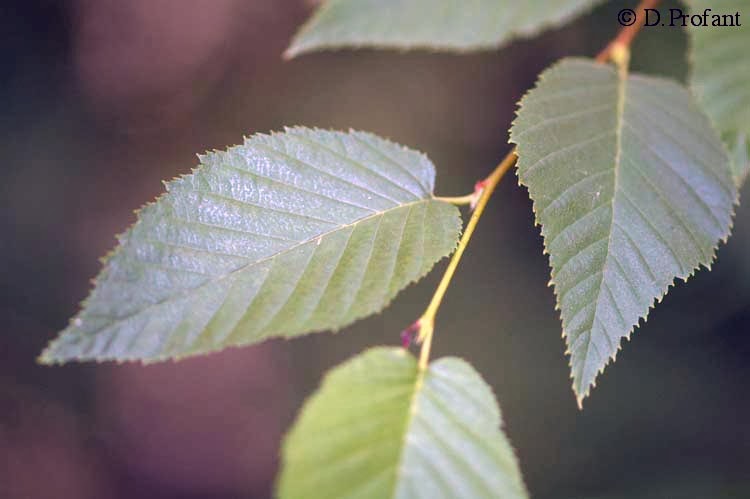 Field Biology in Southeastern Ohio: Birch Family