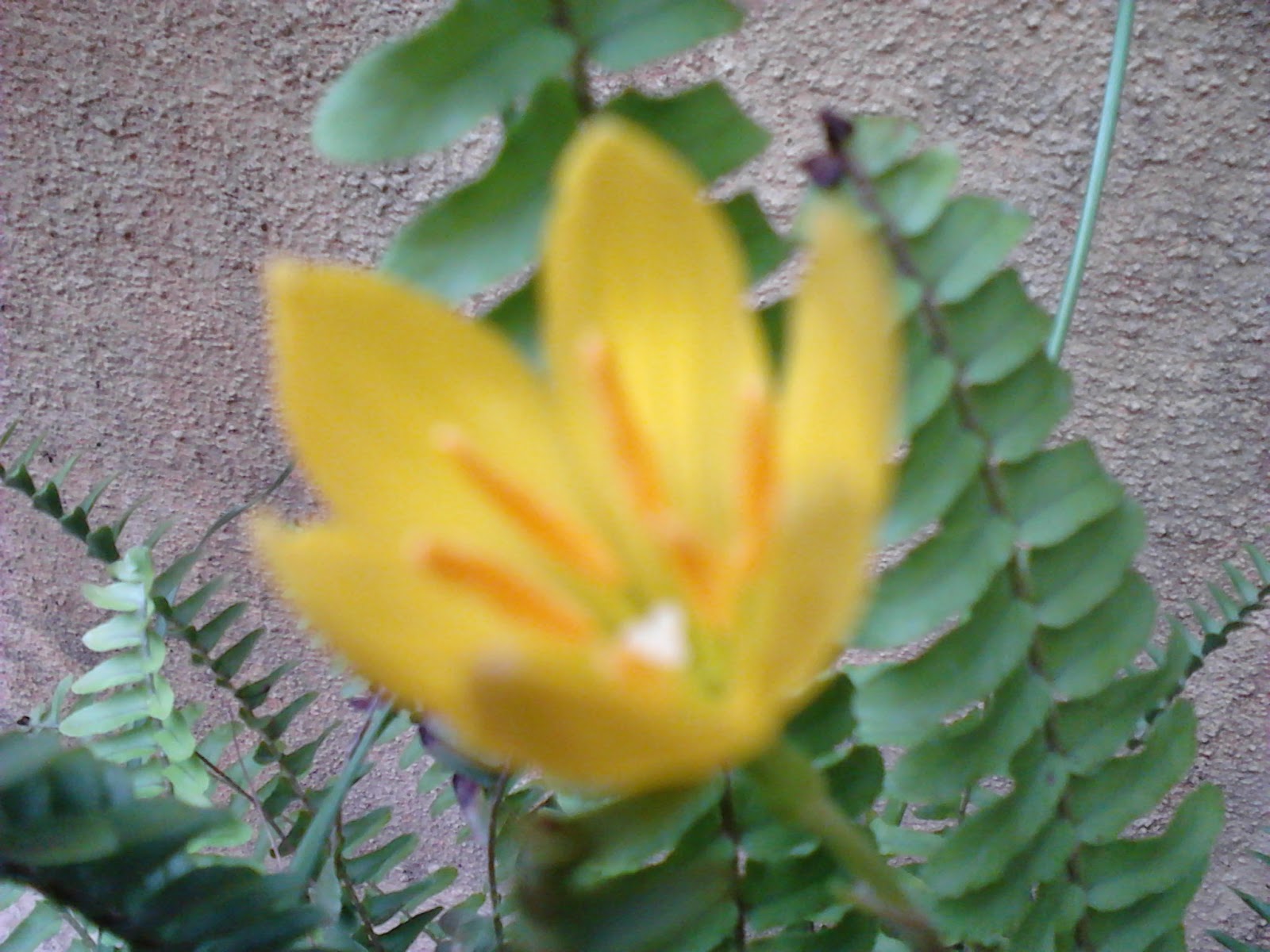 Garden Care Simplified: Bright Yellow Day Lilly Flowers Care and ...