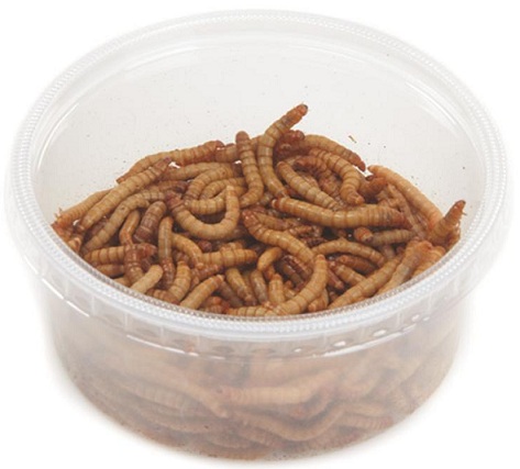 Mealworm Farming: Breeding