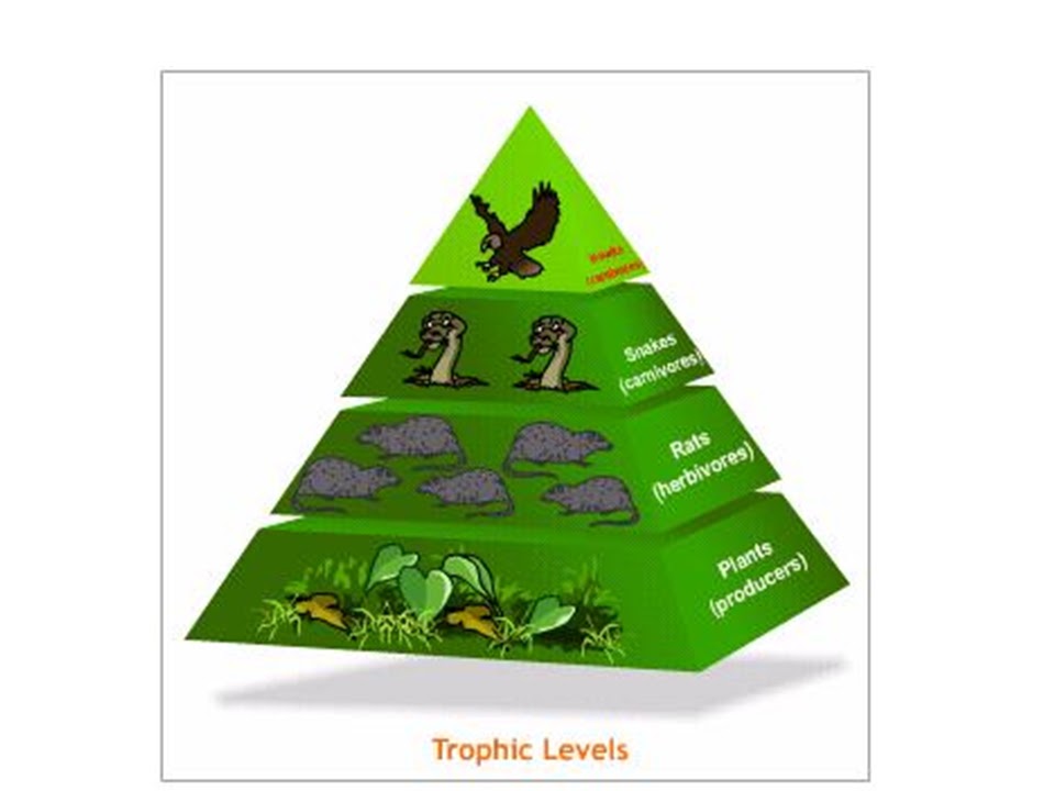 Biology: ENERGY TRANSFER THROUGH FOOD