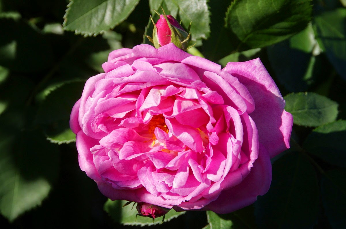 Organic Garden Dreams: March Roses