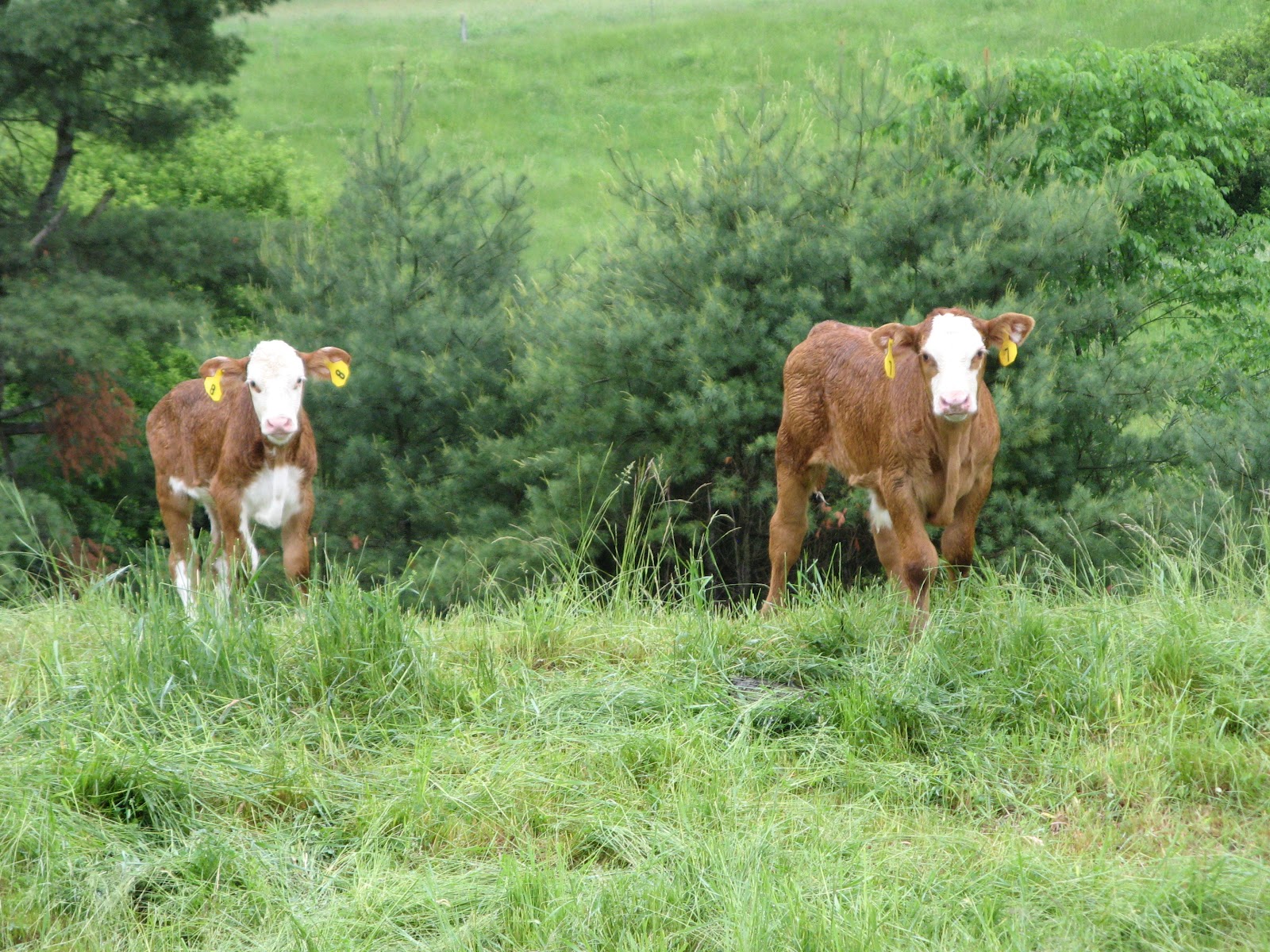 Animal Instinct: Rain Cows