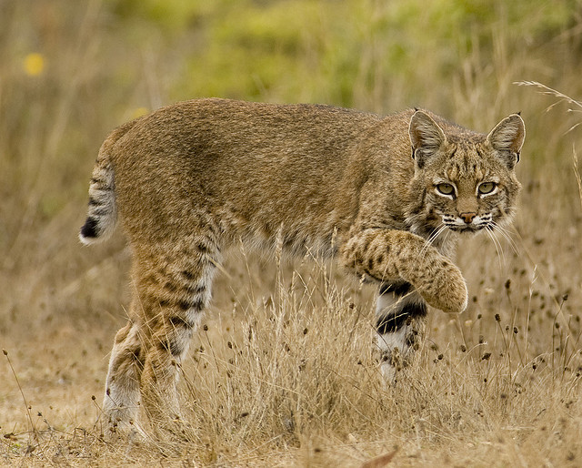 The Bobcat – Resilient Predator of North America | The Ark In Space