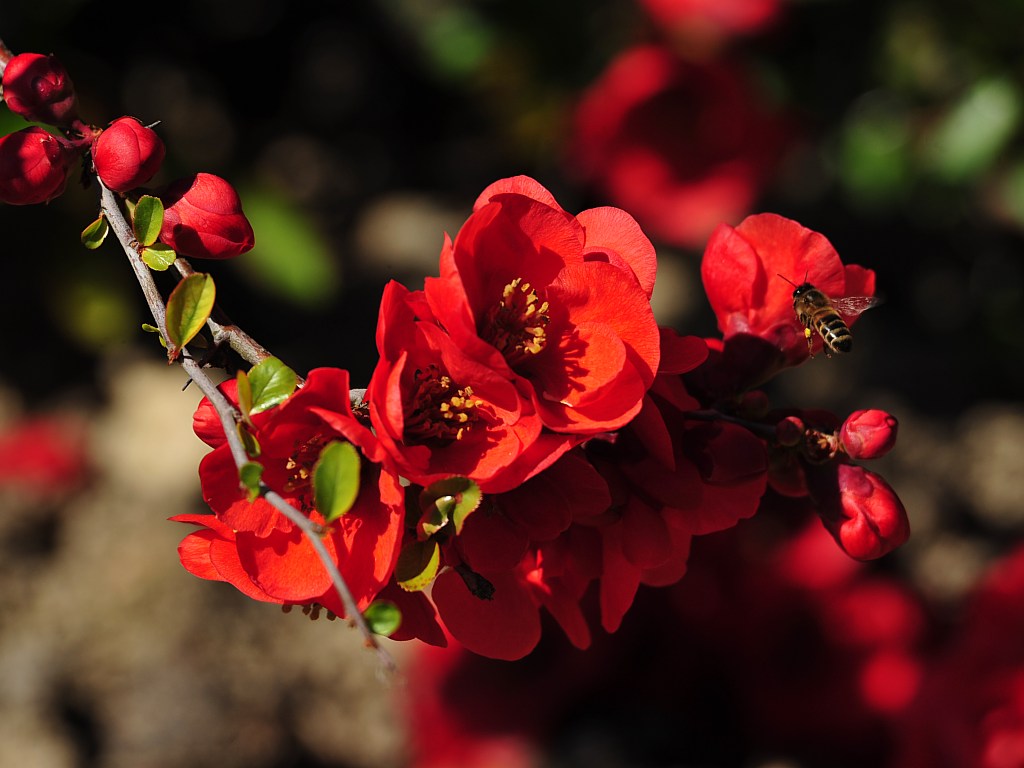 wallpapernarium: Rama de flores de color rojo