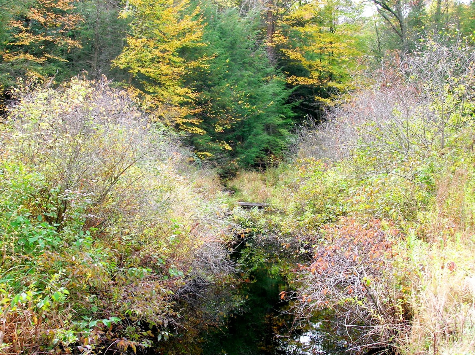 Small Stream Reflections: The Woods