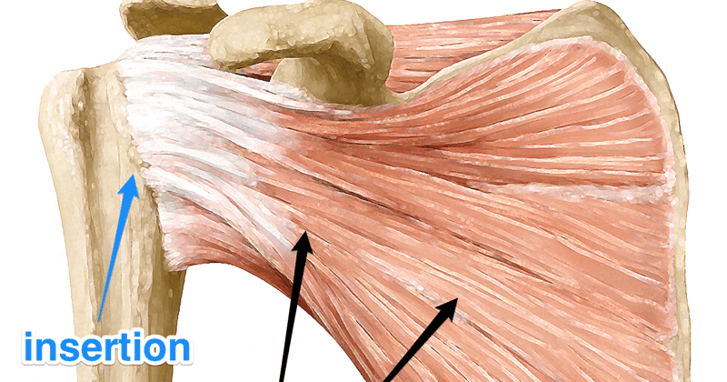 Shoulder / ПЛЕЧИ: Subscapularis – Rotator Cuff Muscle