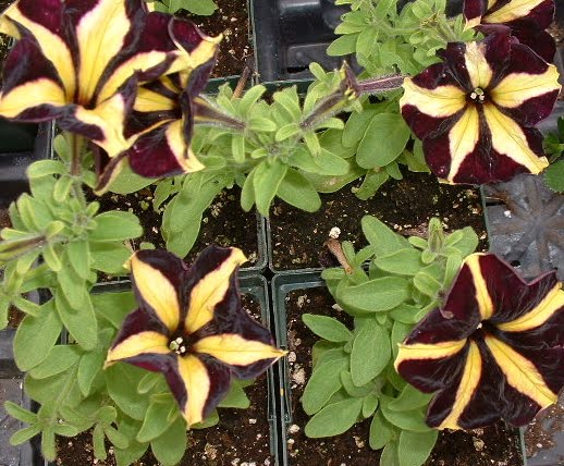 Gardening in Vermont - Perennials and Annuals: Vermont - Sale on ALL ...