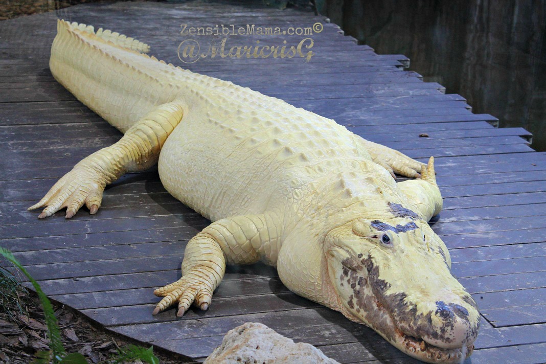 Zensible Mama: Photologue: Famous Reptiles and Bird Rookery