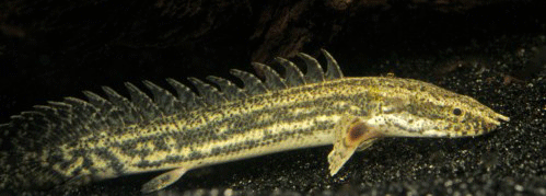 Jenis Jenis Ikan Palmas ( Polypterus Spesies ) - Ikan Hias Air Tawar