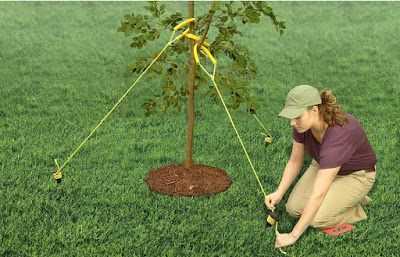 Gardening: Guide to Staking and Guying Trees