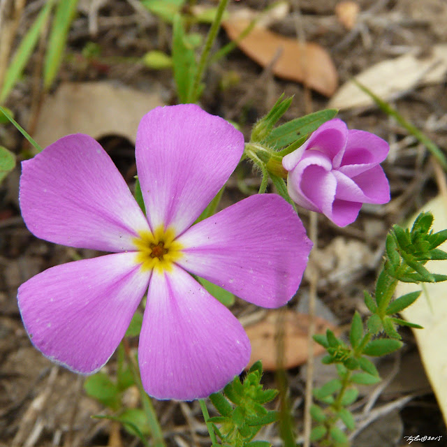 Fredericksburg Texas Culture Blog: April 2015 Showers of Flowers