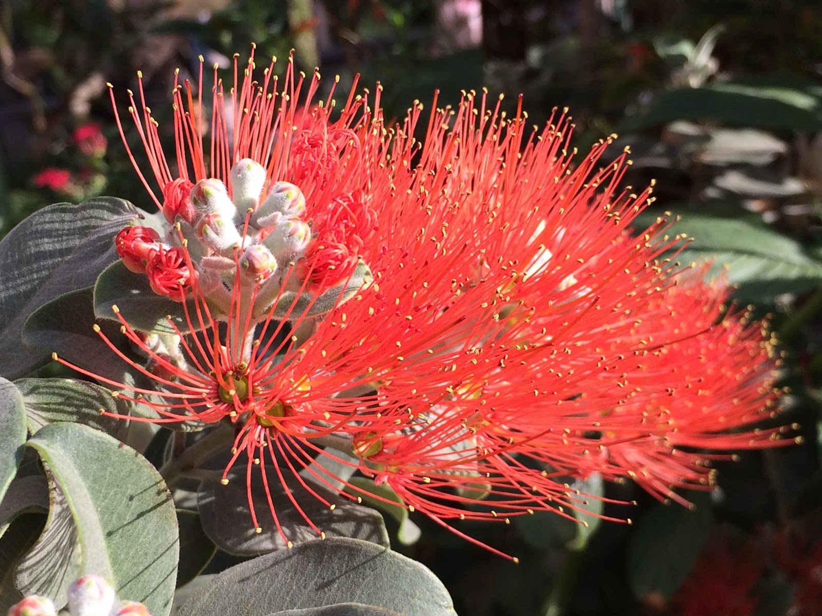 Life Goes Better with Plants : Metrosideros collina 'Springfire'