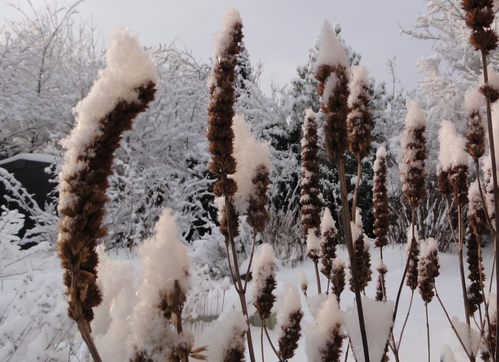 Fra frø til blomst: Hosta kimplanter, ny fane og solhatte med snehatte