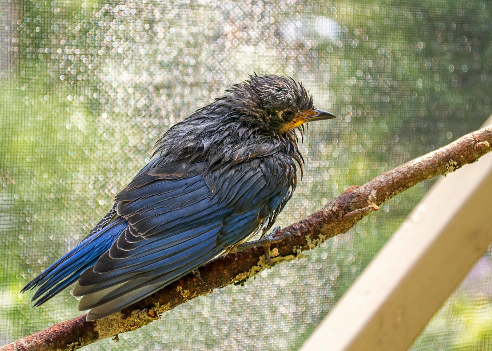 Raising an Eastern Bluebird: Splash Time