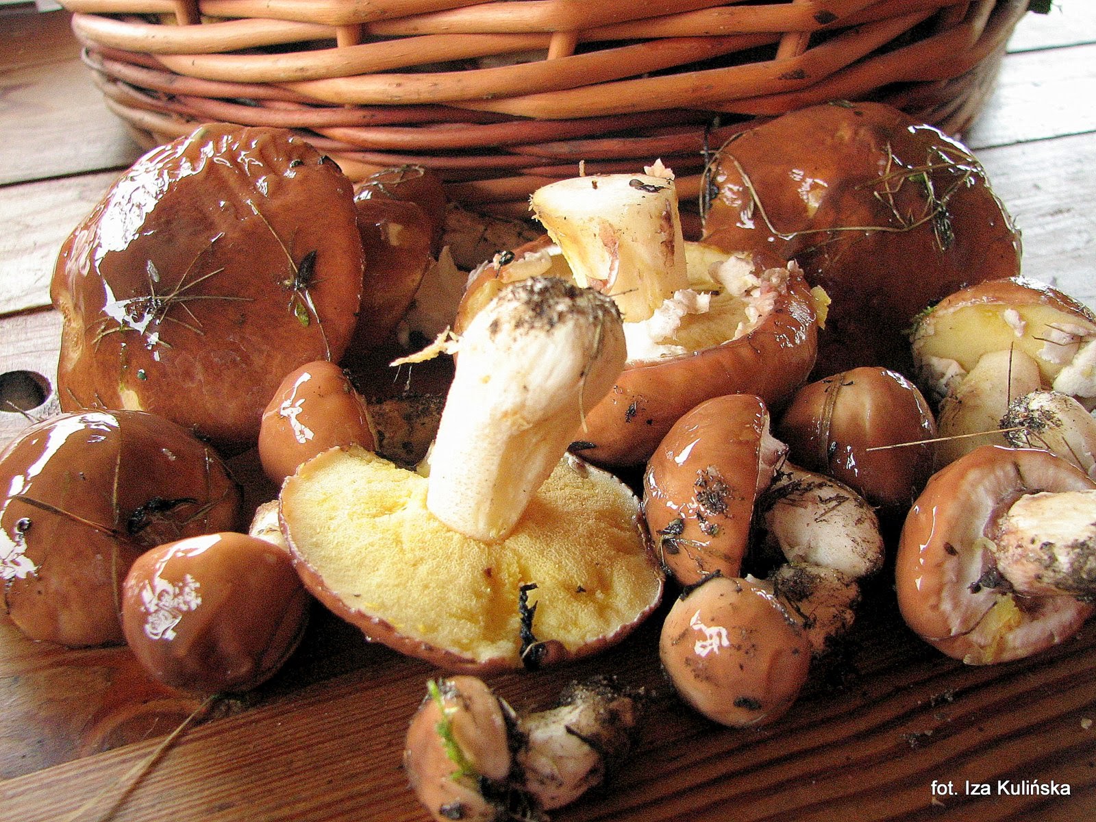 Maślak zwyczajny | Smaczna Pyza