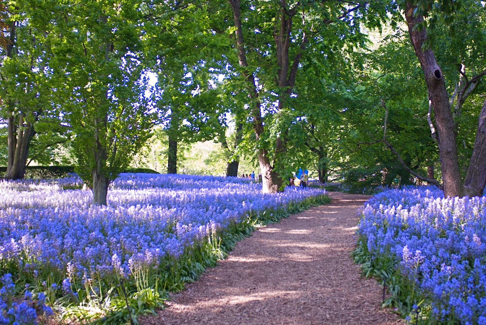 Trees Planet: Hyacinthoides hispanica - Spanish Bluebell