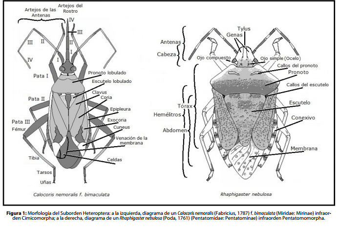 Hemipteros-Heterópteros (Chinche): Morfología y digestión