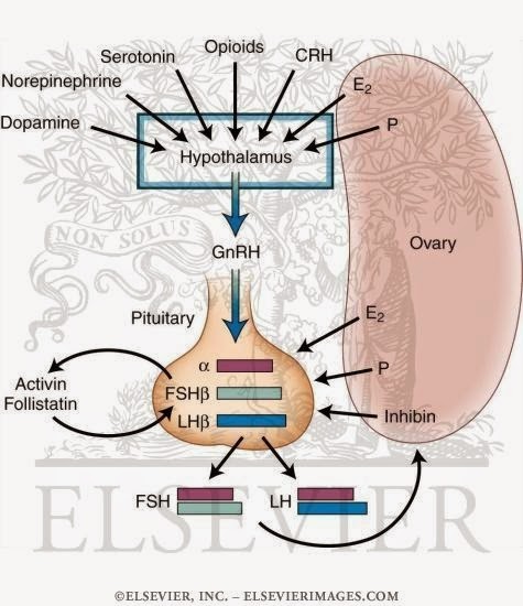 BAIXA ALTURA E CRESCER: HIPODESENVOLVIMENTO DO PÊNIS DE CRIANÇA E ...
