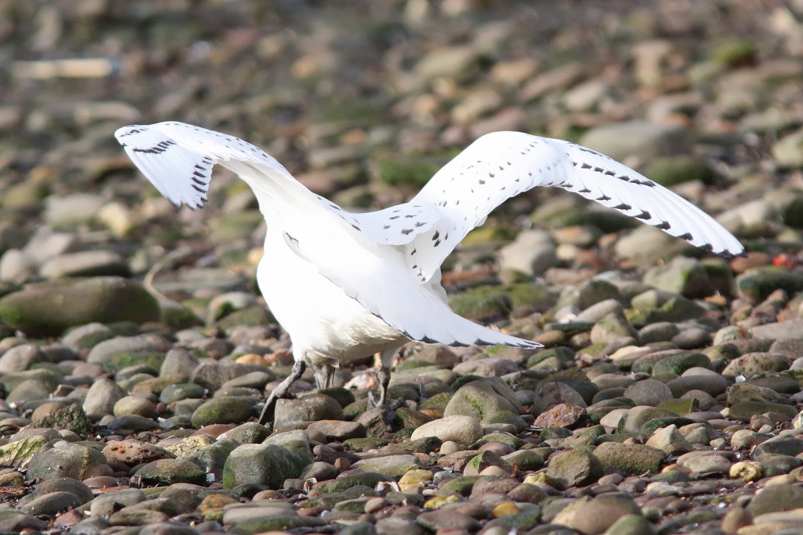 Kerry Birding: Ivory Gull, 167 years waiting