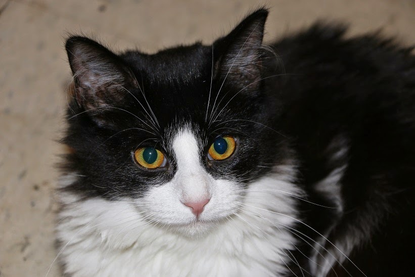 Michigan Exposures: More Pictures of Chessie Cat