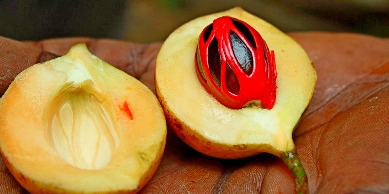 BUAH PALA BIJI PALA DAN FULI BUAH PALA (BANDA NEIRA) | Buah Pala dan ...