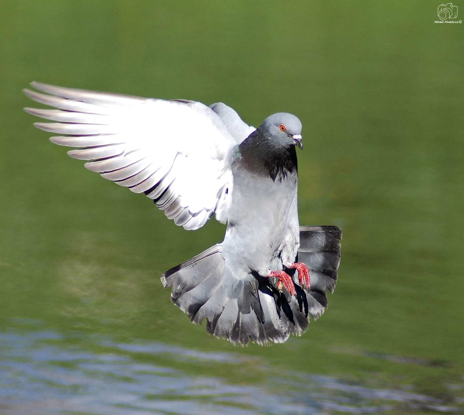 Las excursiones de Murillo "murillonature": Paloma bravía (Columba ...